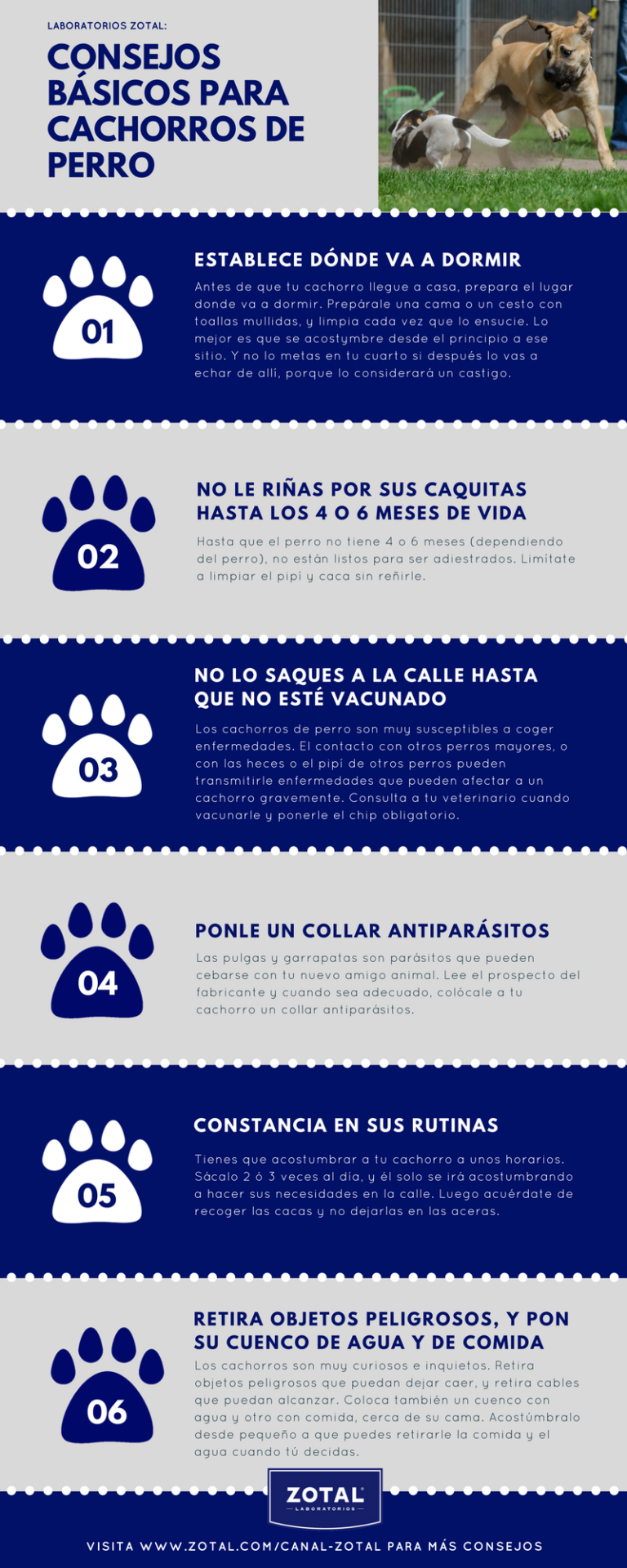 Cuidados básicos para cachorros de perro: salud e higiene | Zotal