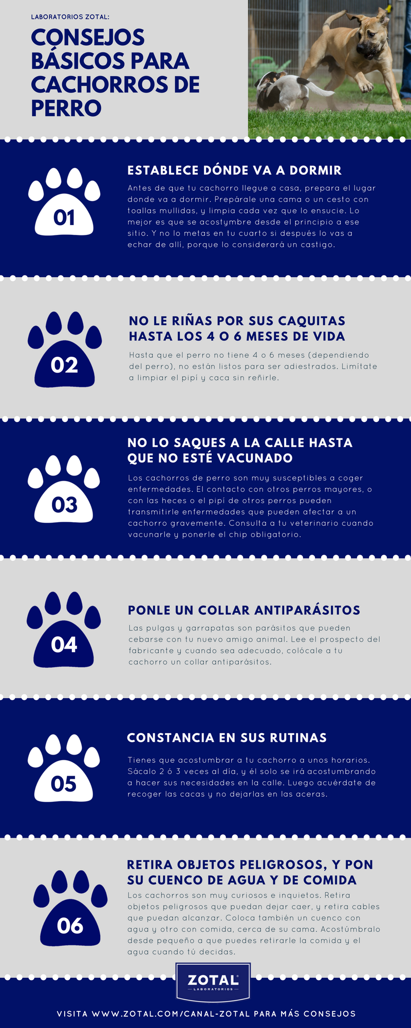 Cuidados básicos para cachorros de perro: salud e higiene | Zotal